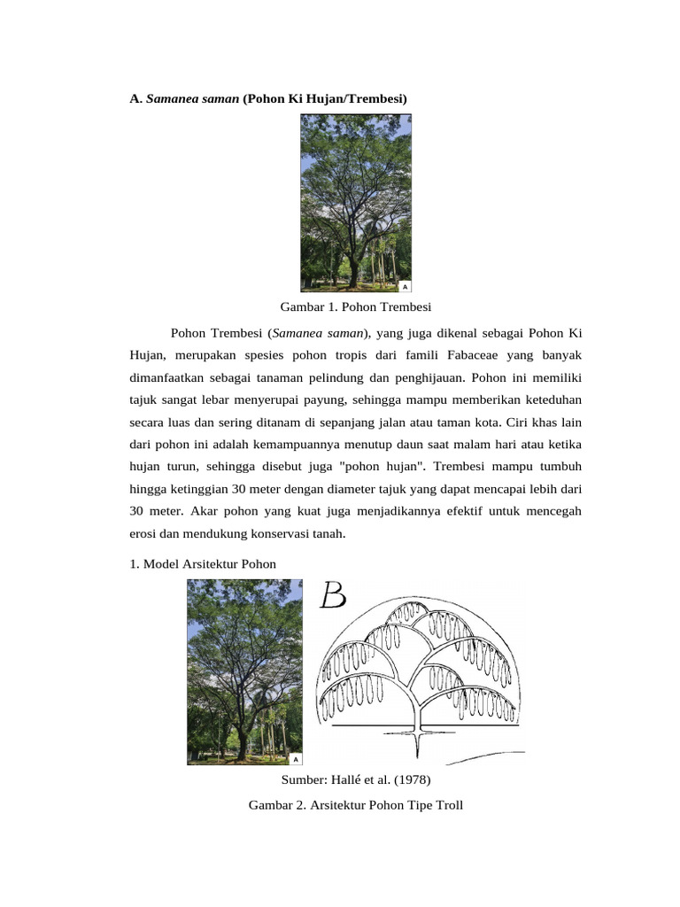Arsitektur dan Karakteristik Pohon Trembesi | PDF
