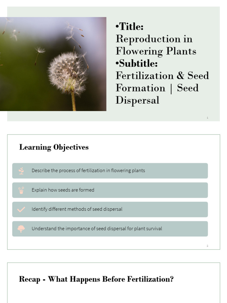 W4 Seed Formation and Dispersal | PDF | Seed | Fertilisation