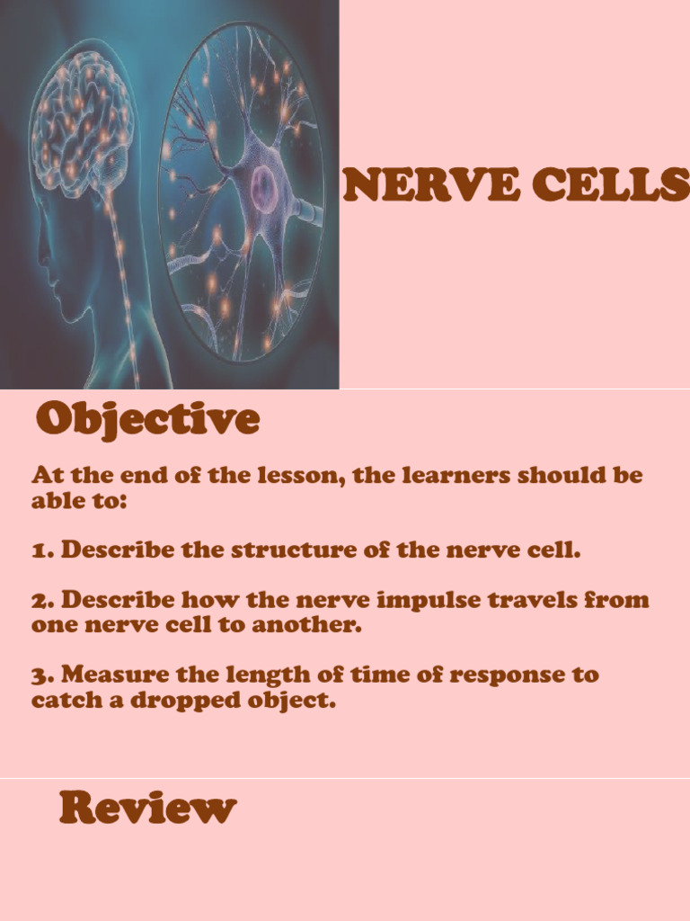 Understanding Nerve Cells and Impulses | PDF