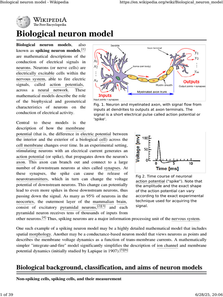 Biological Neuron Model - Wikipedia | PDF | Action Potential | Neuroscience