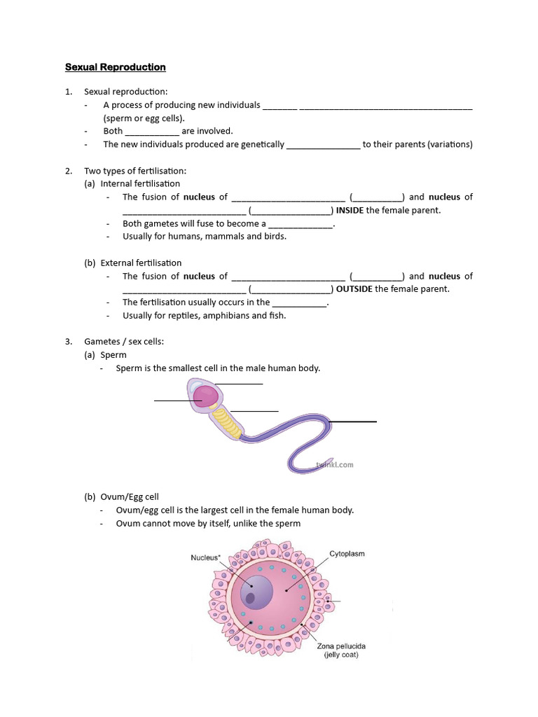 Science F1 C4 - Sexual Reproduction | PDF