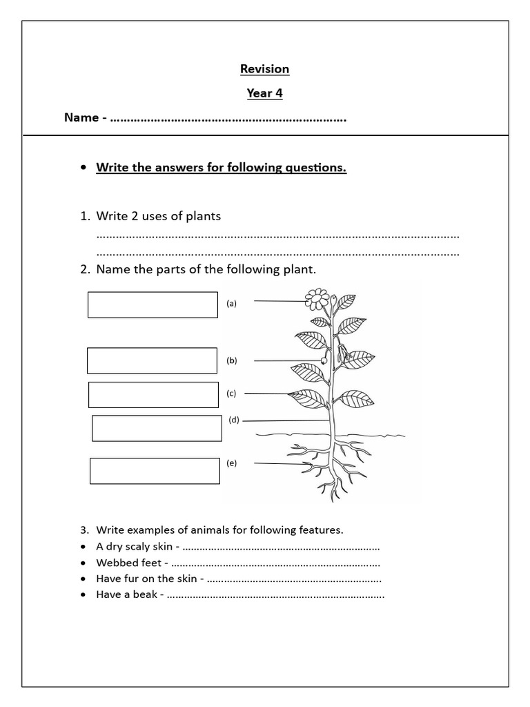 Revision Year 4 Name | PDF