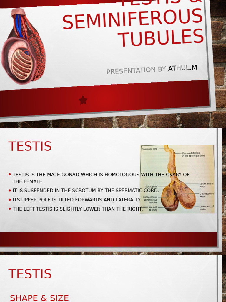 Testis and Seminiferous Tubules | PDF | Testicle | Animal Anatomy