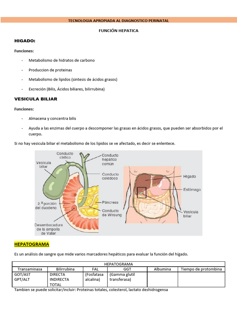 Funcion Hepatica | PDF | Transaminasa | Bilis