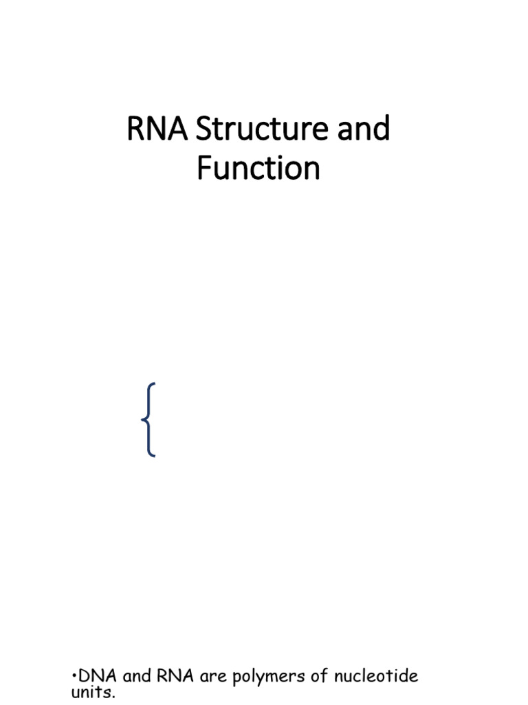 RNA Structure and Function | PDF | Rna | Ribosomal Rna