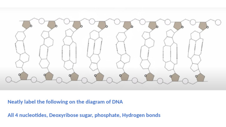 DNA Structure | PDF