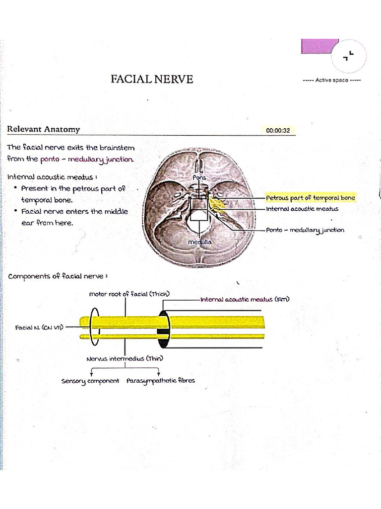 Facial Nerve | PDF