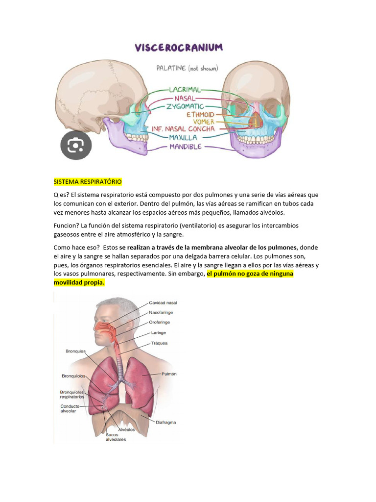 Sistema Respiratório | PDF | Nariz humana | Laringe