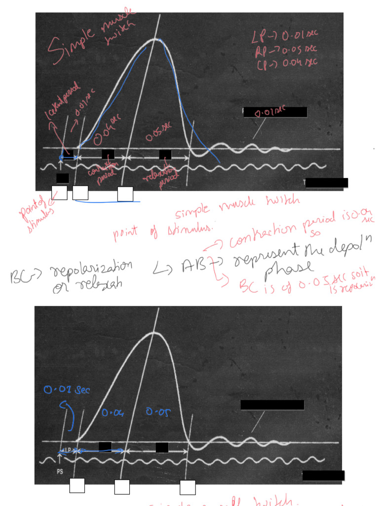 Amphibian Nerve Muscle Charts | PDF | Nervous System | Neuroscience