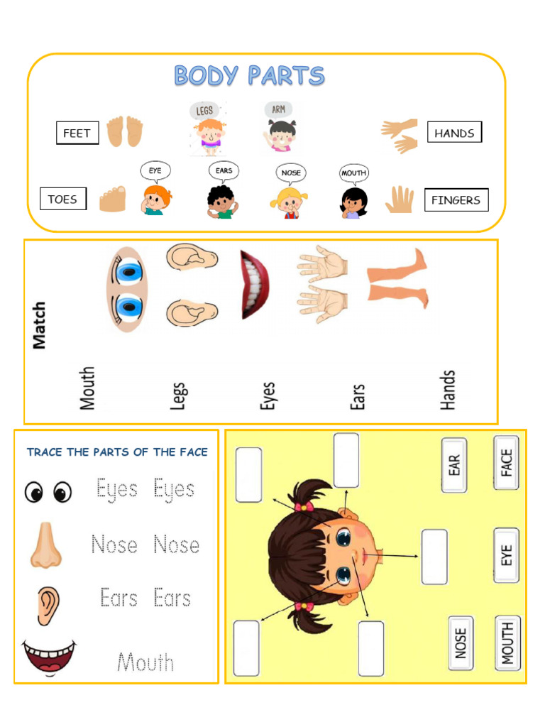 Parts of The Face Children | PDF