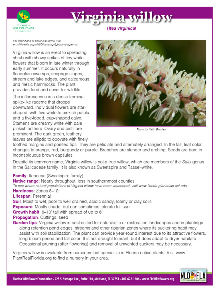 Virginia Willow: A Native Shrub Guide | PDF | Willow | Flowers