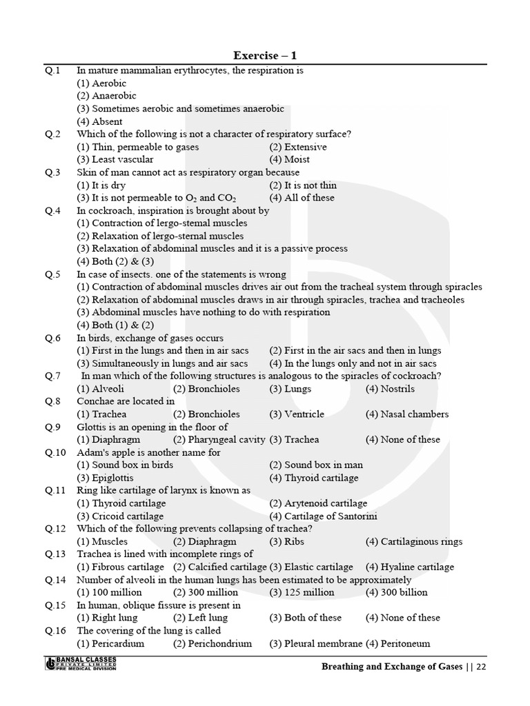 Internal vs. External Respiration Explained | PDF | Respiratory System ...