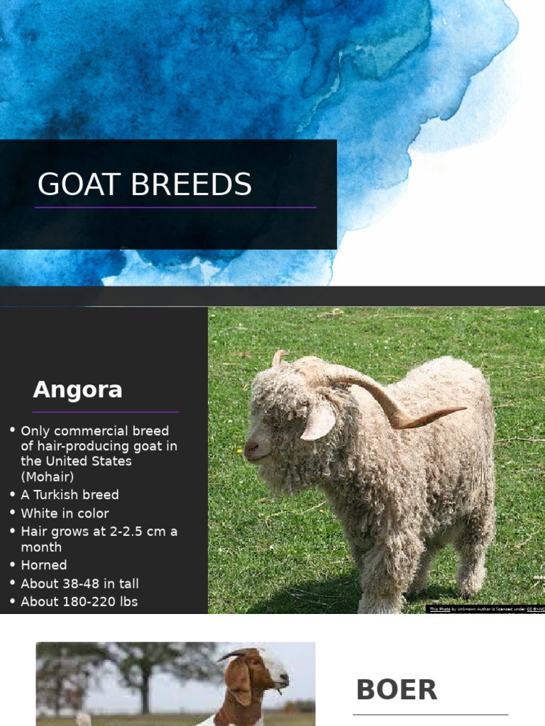 Overview of Popular Goat Breeds | PDF