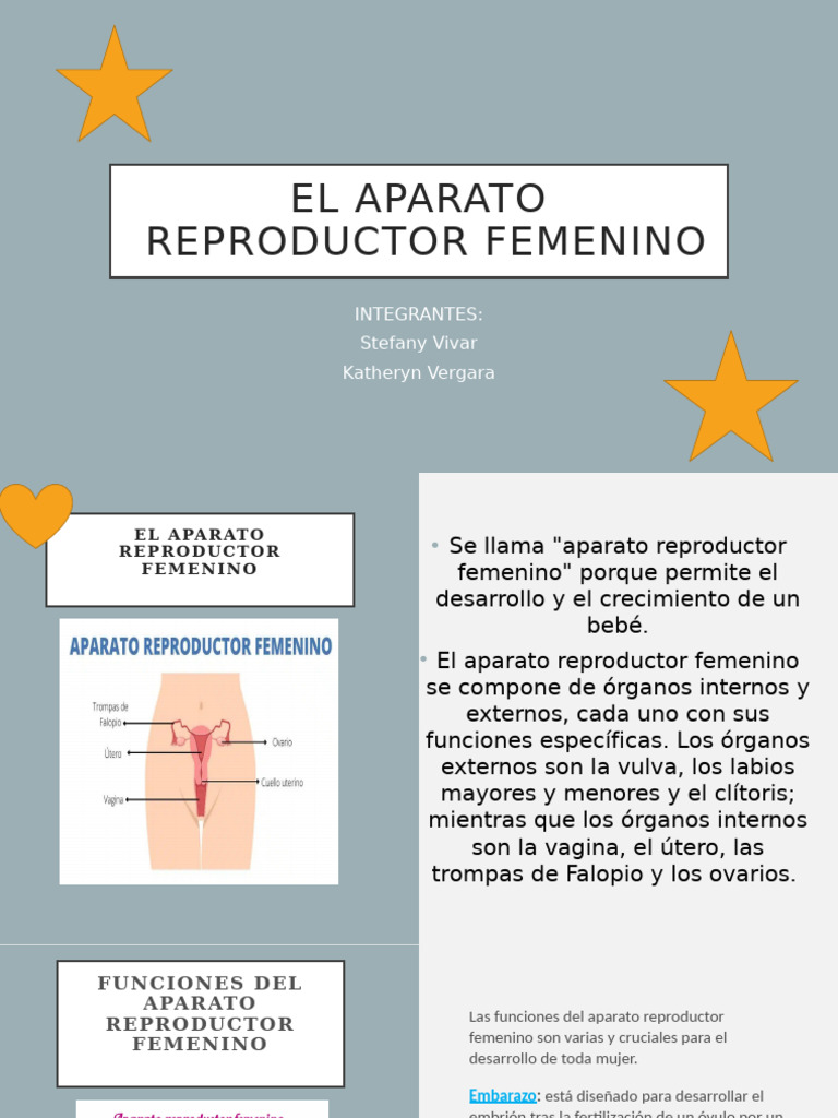 El Aparato | PDF | Sistema reproductivo | Ovario