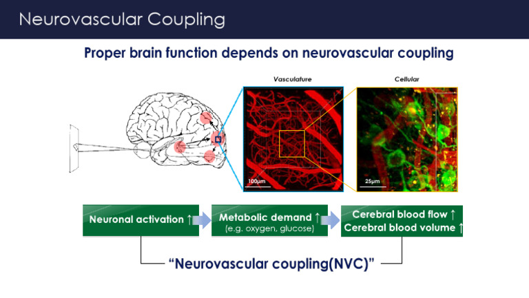 Neurovascular Unit | PDF