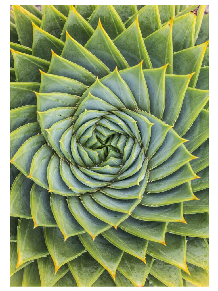 Fractal | PDF