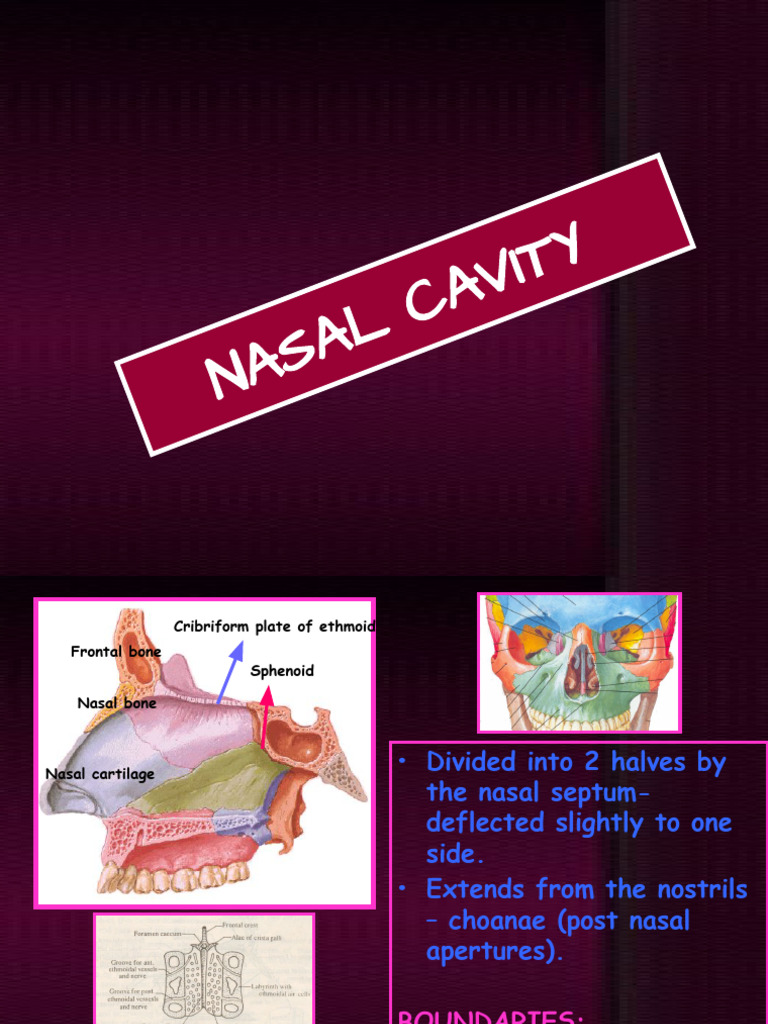 Anatomy of the Nasal Cavity | PDF