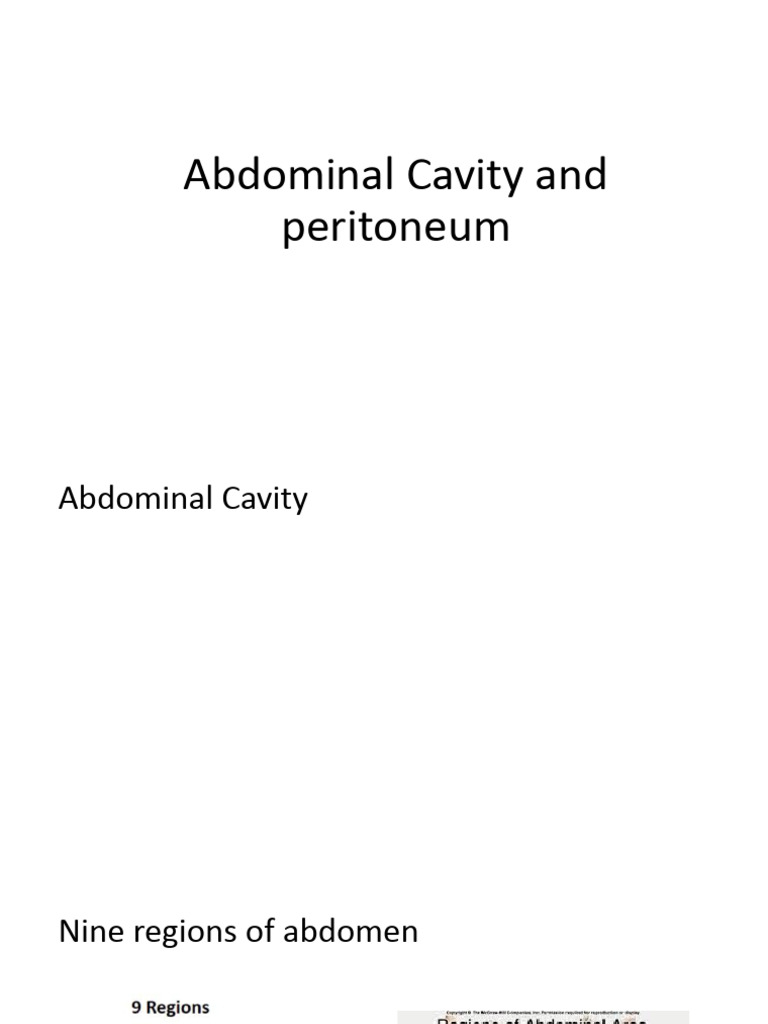 Abdominal Cavity And Peritoneum Pdf Peritoneum Abdomen