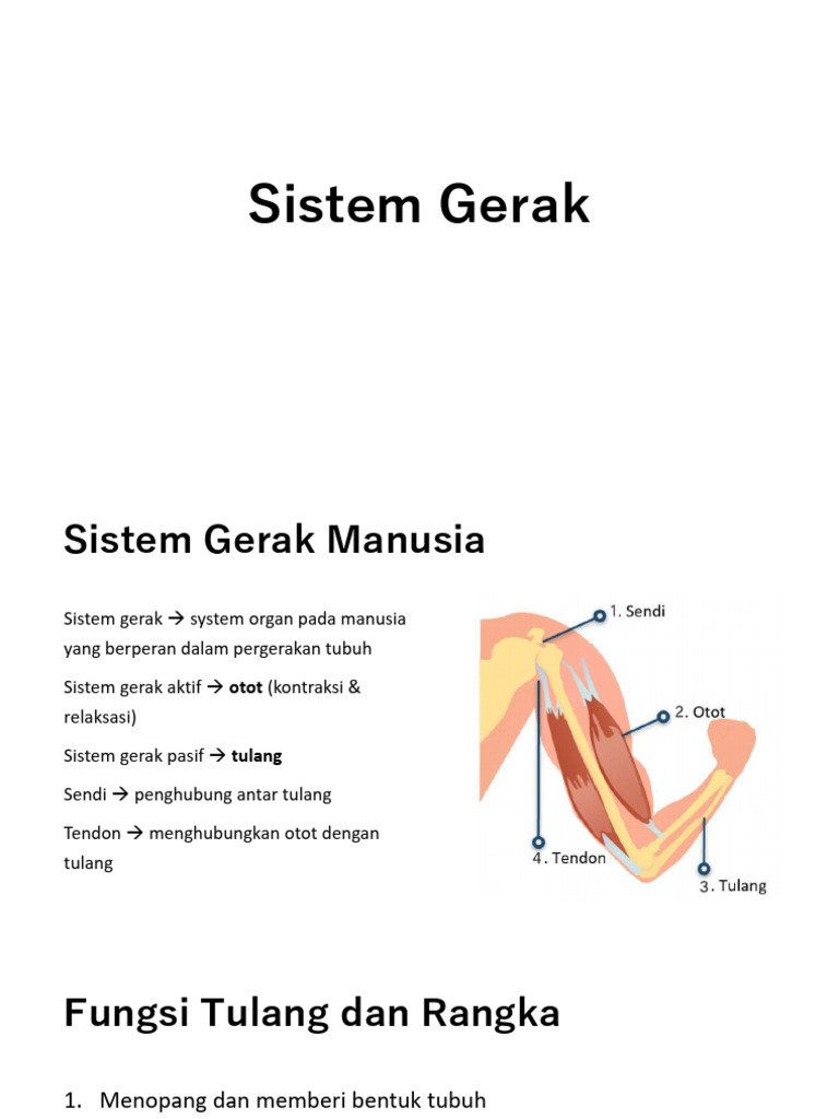Sistem Gerak Manusia: Struktur dan Fungsi | PDF