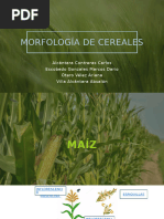 Partes de La Planta Del Maiz | PDF | Hogar, jardinería y bricolaje ...