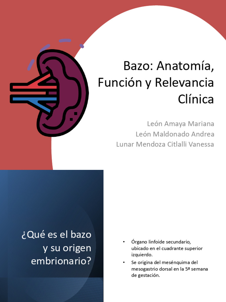 Anatomía y Vacunación del Bazo | PDF | Bazo | Anatomía
