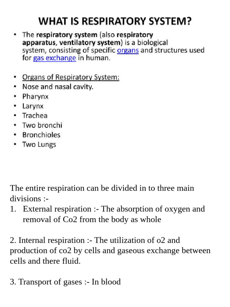 The Respiratory System | PDF