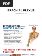 Brachial Plexus | PDF | Anatomical Terms Of Motion | Arm