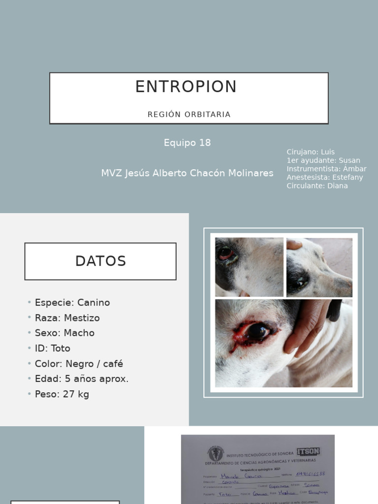 Entropion en Canino. | PDF