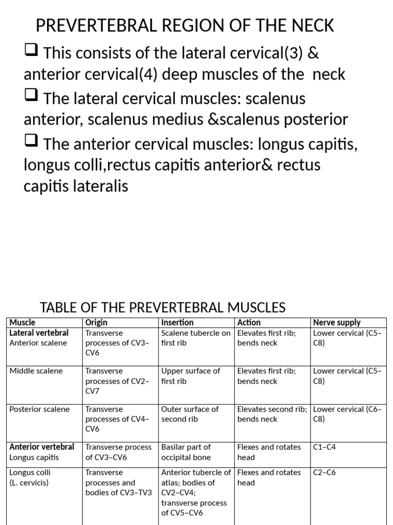 Prevertebral Muscles of the Neck | PDF