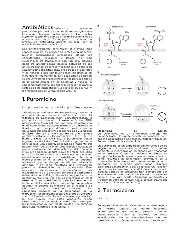 Mecanismos de acción de antibióticos | PDF | Traducción (biología ...
