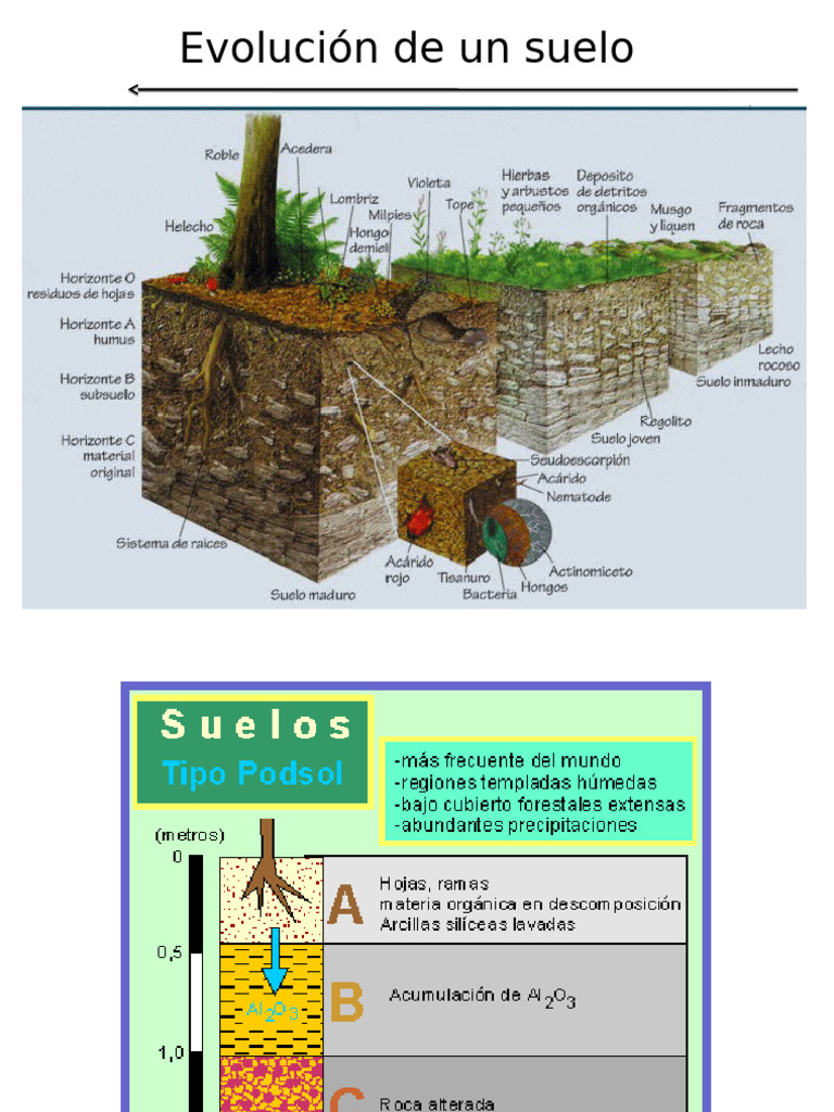 Suelo Presentación | PDF