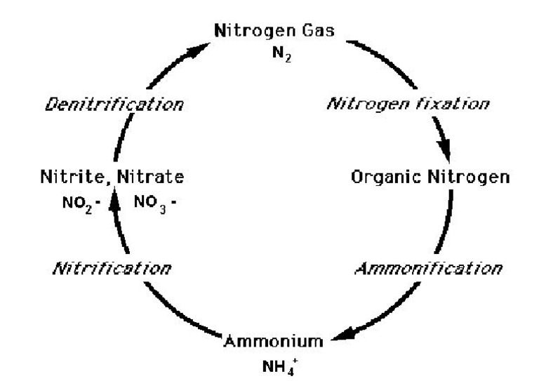Nitrogen Cycle | PDF