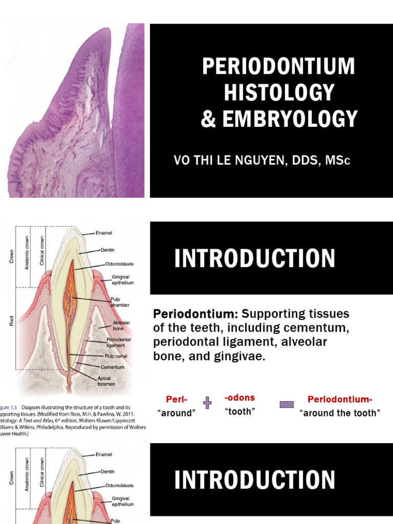 Periodontium Histology and Embryology | PDF | Human Tooth | Periodontology