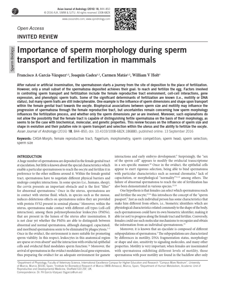 Importance of Sperm Morphology During TH | PDF | Fertilisation | Sperm