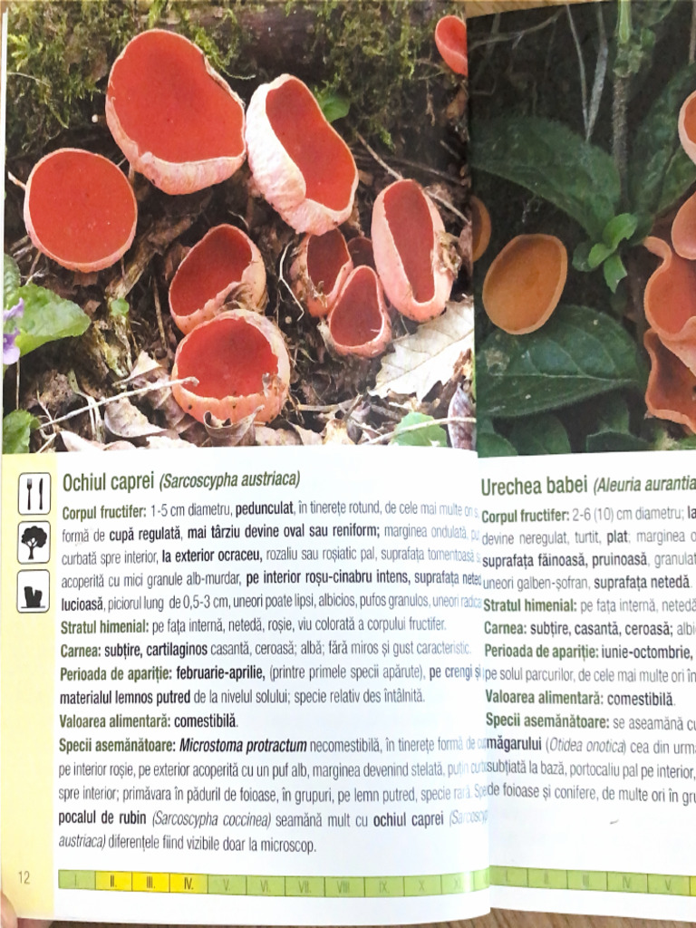 Ochiul Caprei (Sarcoscypha Austriaca) | PDF