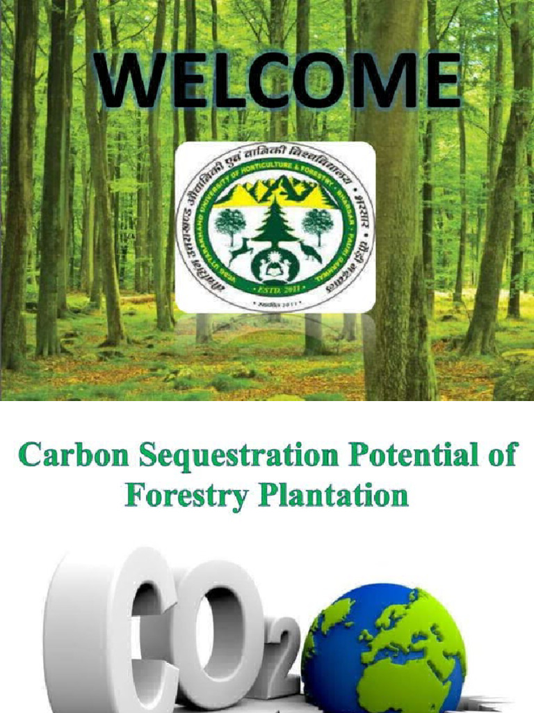 Carbon Sequestration Potential of Forest Plantations | PDF