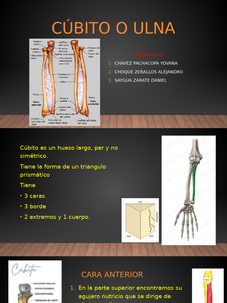 CÚBITO | PDF | Sistema musculoesquelético | Extremidades (anatomía)