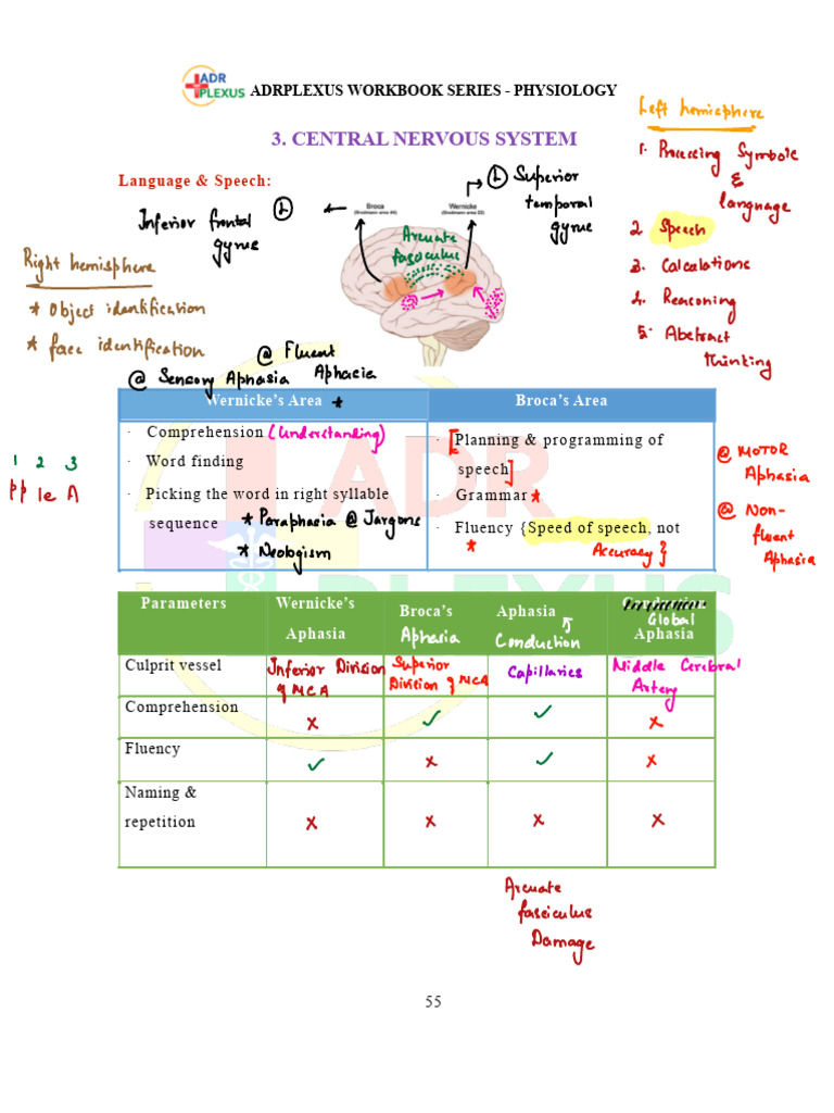 ADRPlexus Workbook: CNS Physiology | PDF | Chemical Synapse | Long Term ...