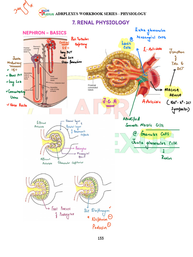 ADr Plexus - Renal Physiology | PDF | Kidney