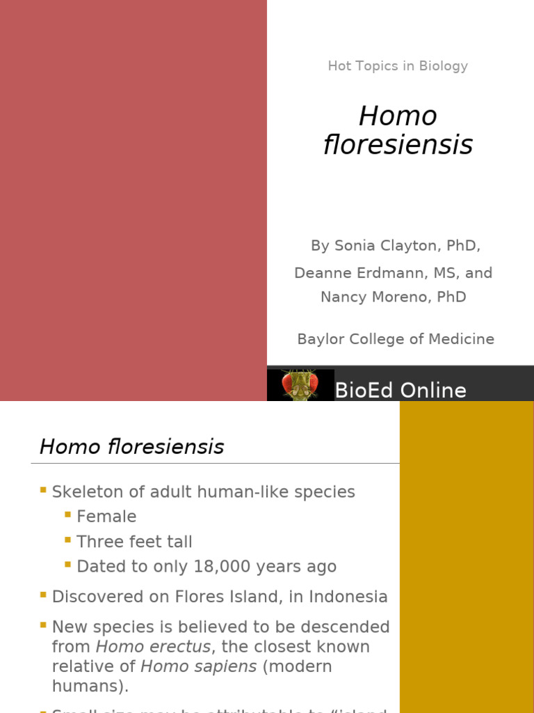Homo Floresiensis: Bioed Online | PDF