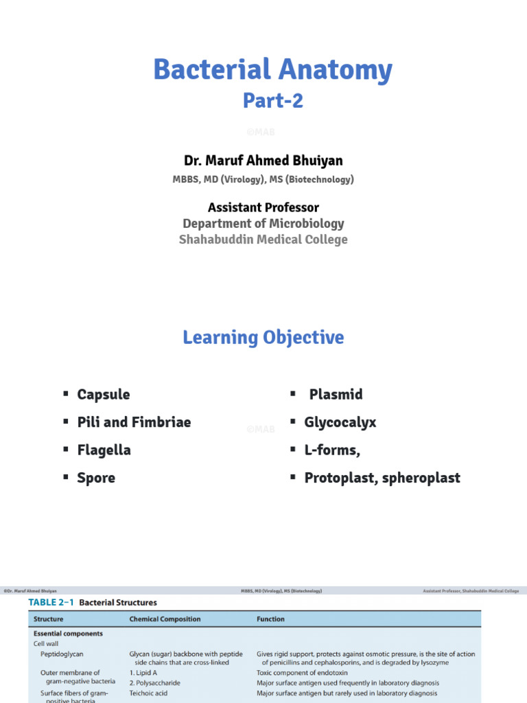 Bacterial Anatomy: Capsule, Pili, Flagella | PDF | Bacteria | Plasmid