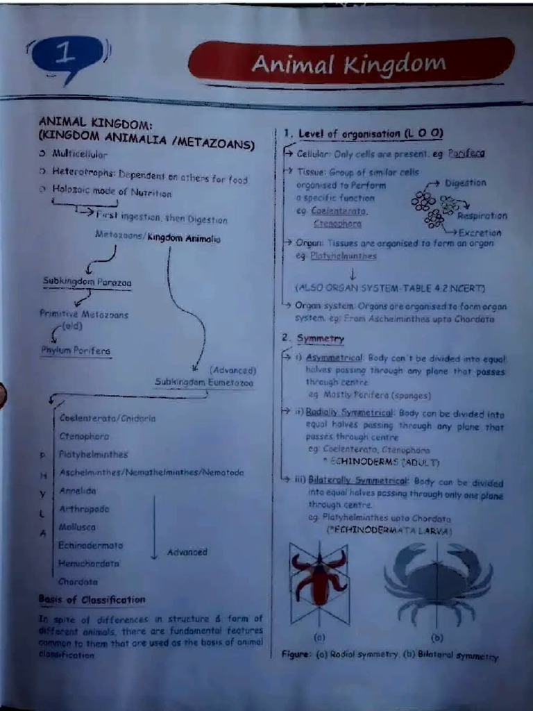 Animal Kingdom Classification Overview | PDF | Zoology