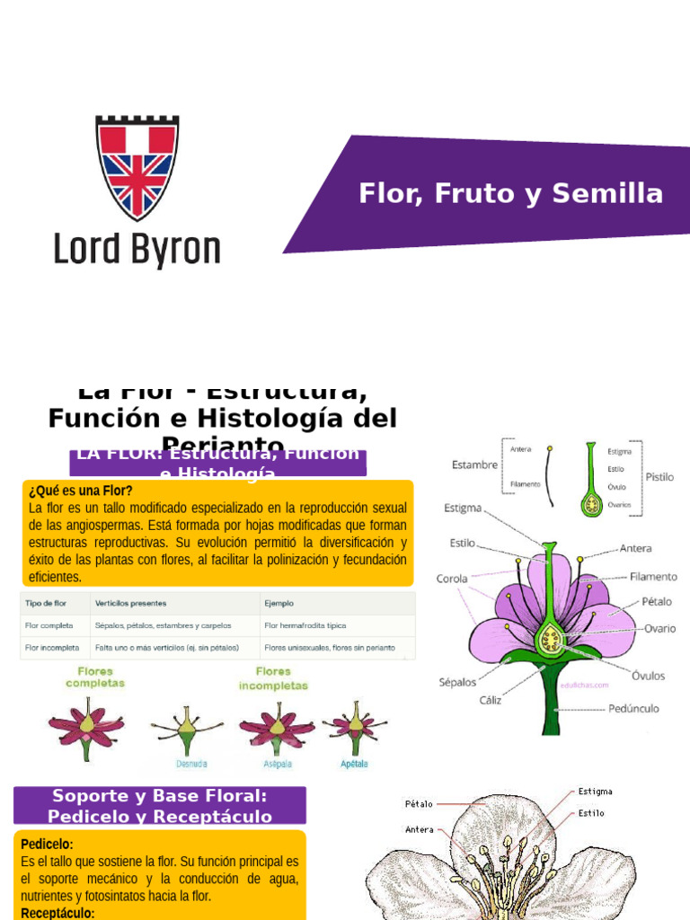 Flor, Fruto y Semilla | PDF | Flores | Plantas