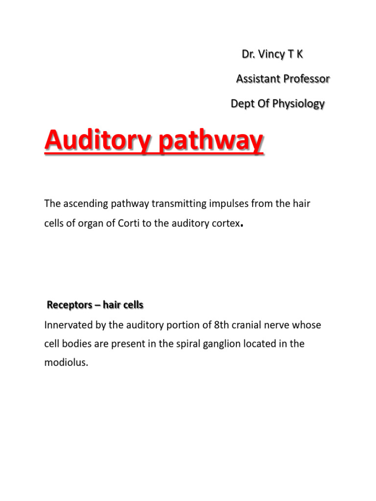 Auditory Pathway Overview Flowchart | PDF | Auditory System | Neuroscience