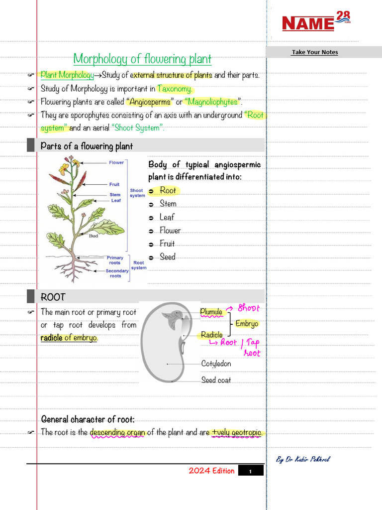 Angiosperm Root Morphology Overview | PDF | Leaf | Fruit