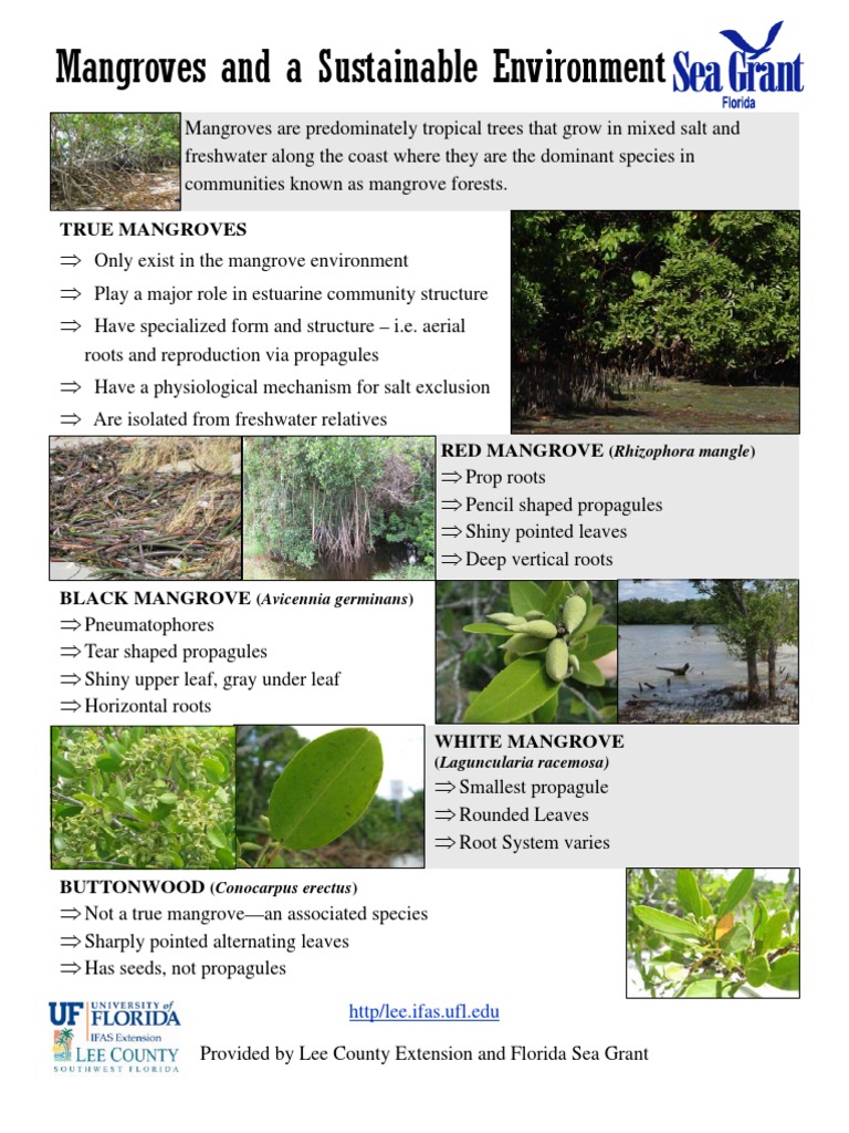 Mangroves and A Sustainable Environment | Download Free PDF | Mangrove ...