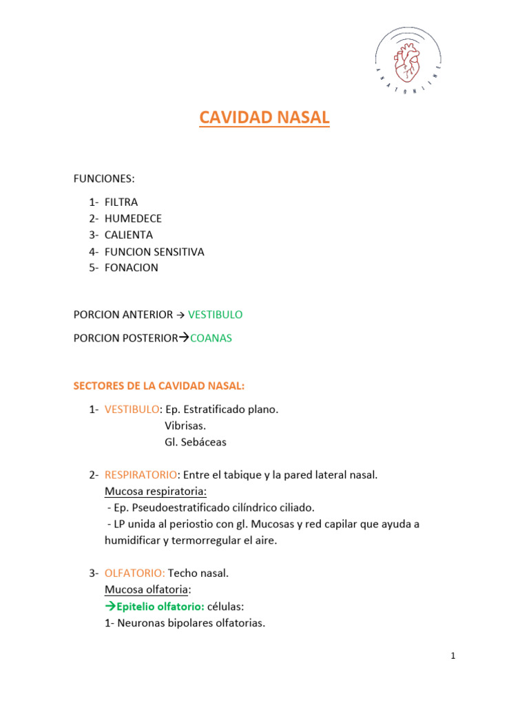 Anatomía y Funciones de la Cavidad Nasal | PDF