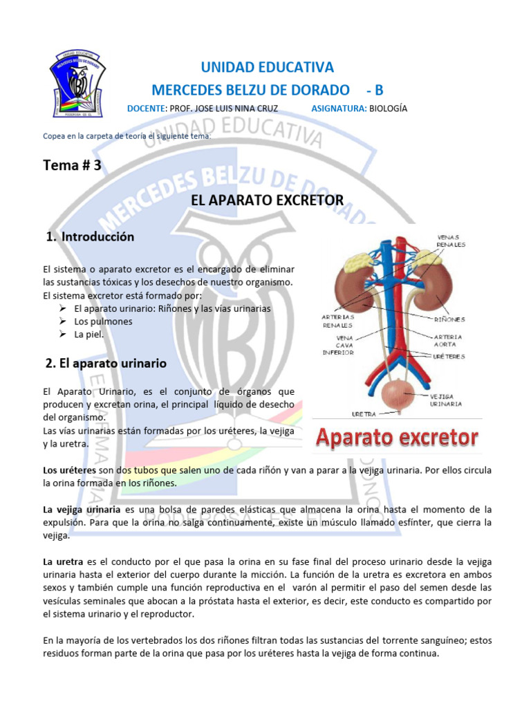 3° Aparato Excretor | PDF | Sistema urinario | Riñón