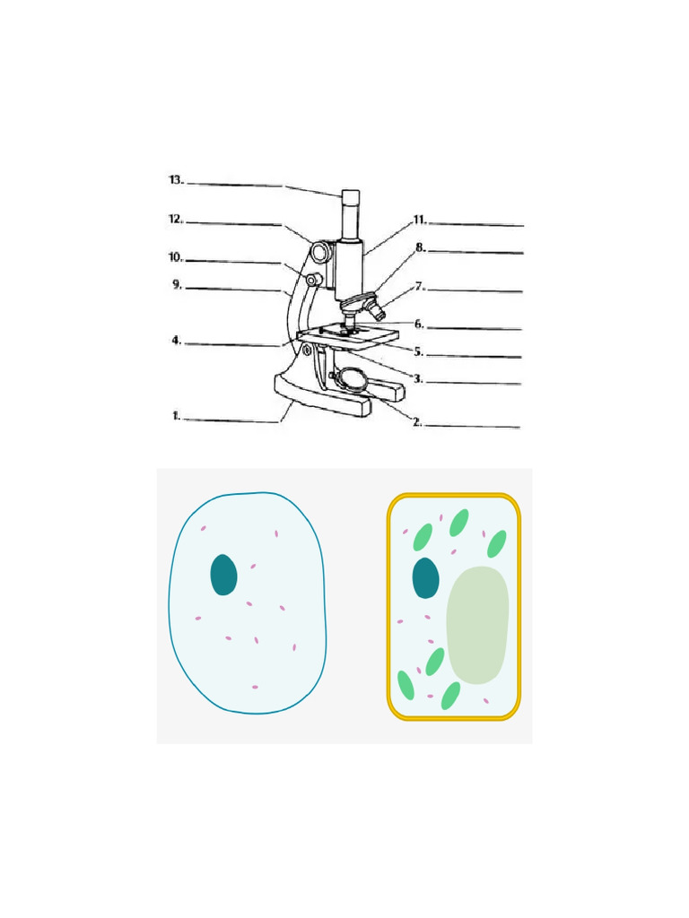 Year 7 Science: Microscopes & Cells Test | PDF