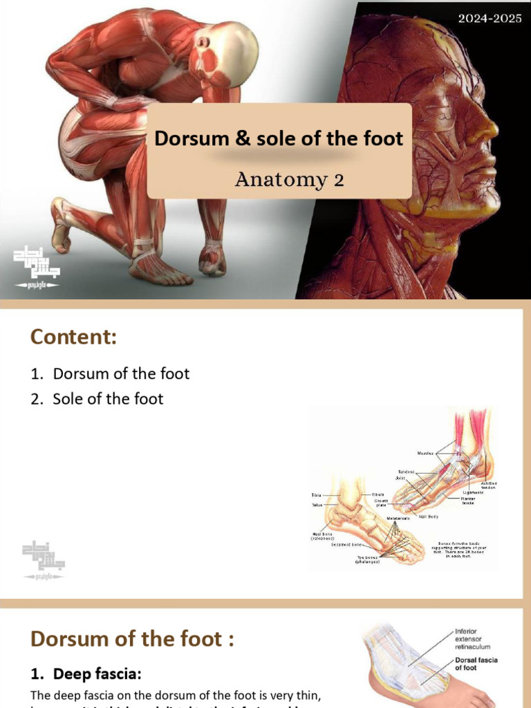 Dorsum and Sole | PDF | Foot | Ankle